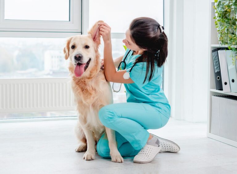 A Guide to Obtaining Your License as a Veterinary Nurse in the UK ...